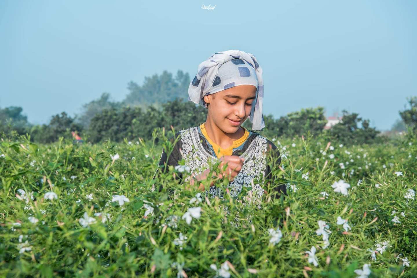 A Village in Egypt Produces More than 50% of World Jasmine (Photos ...